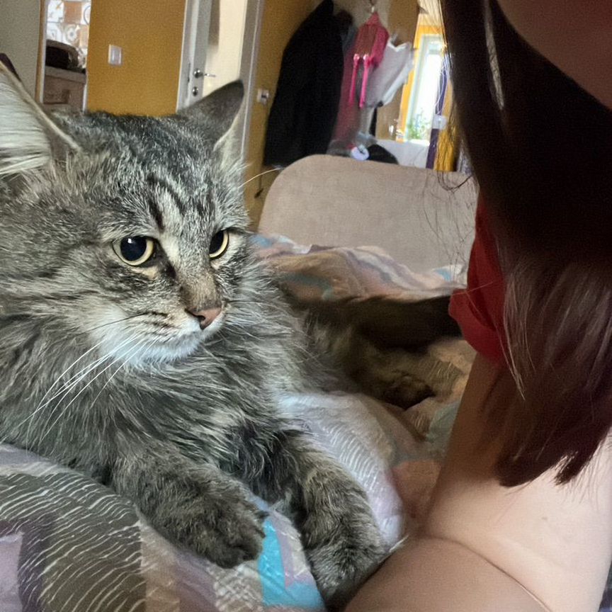 Котик в добрые руки