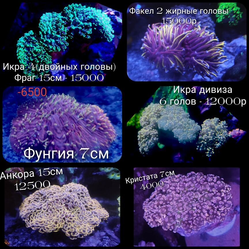 Кораллы в наличии СПб