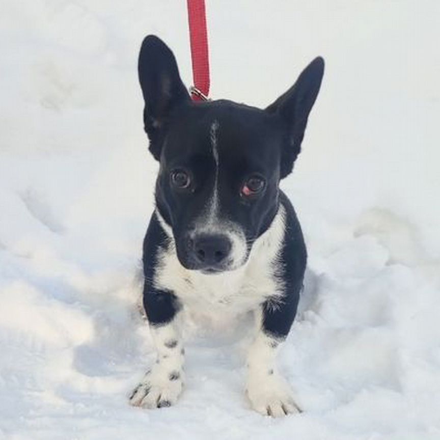 Щенок в добрые руки