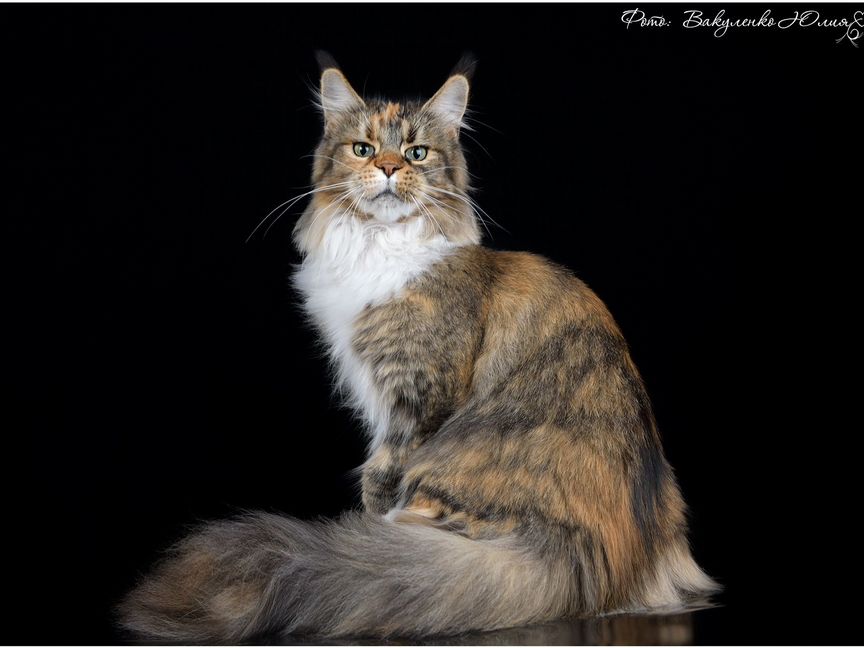 Чудесная кошка мейн-кун