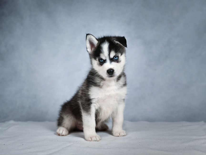 Настоящий друг