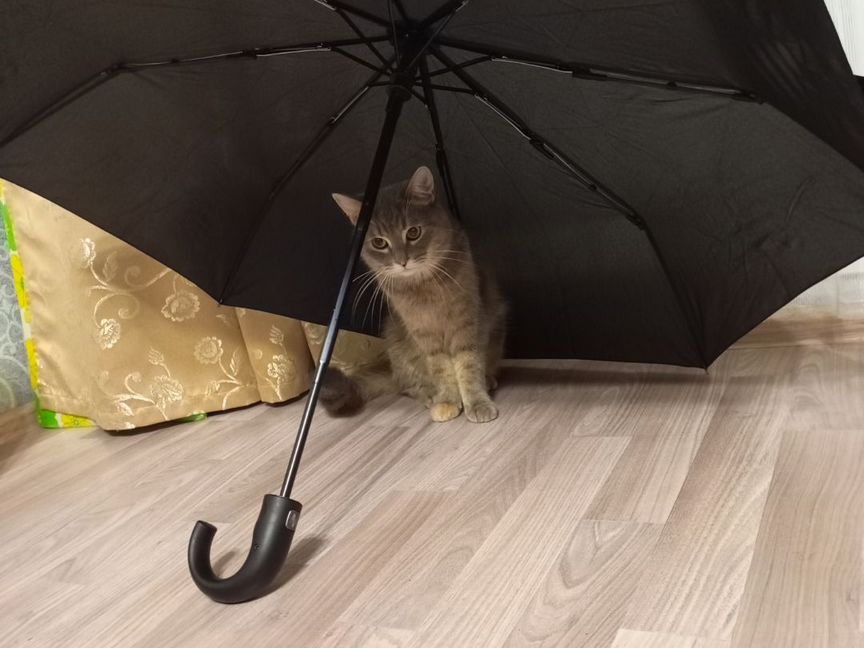 Кошка в дар