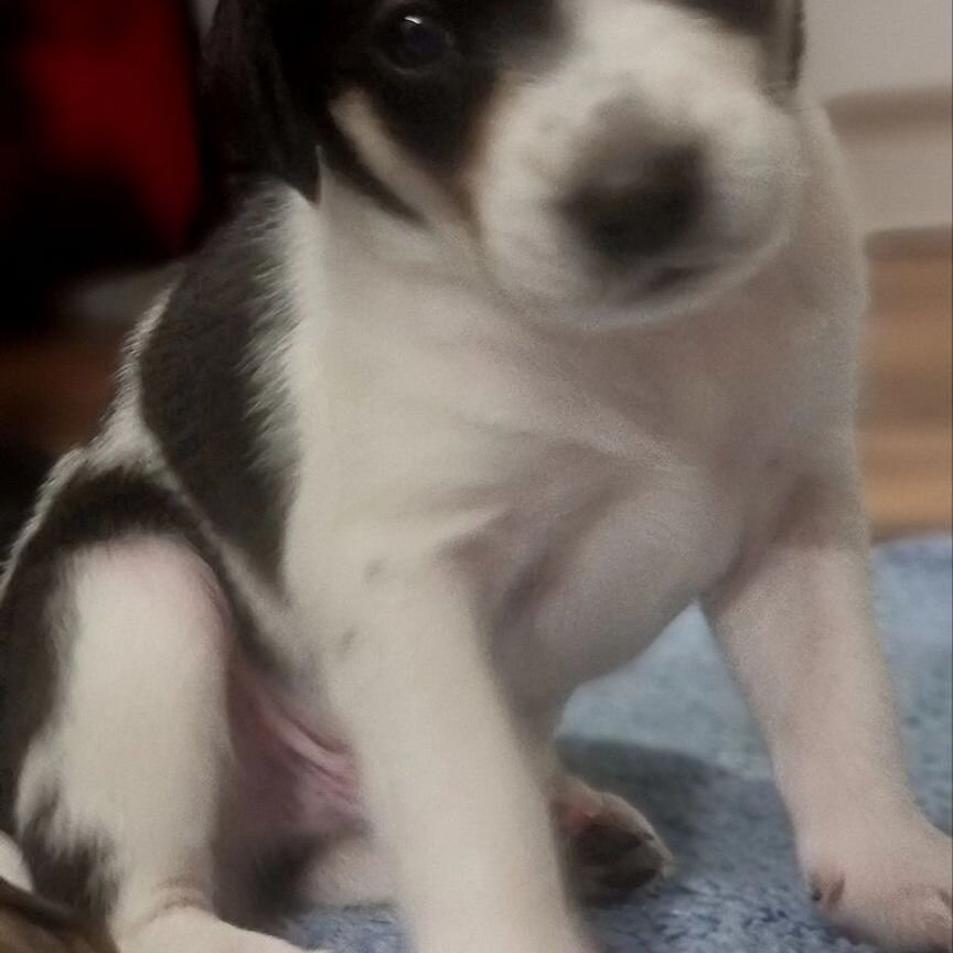 Маленькие щенки