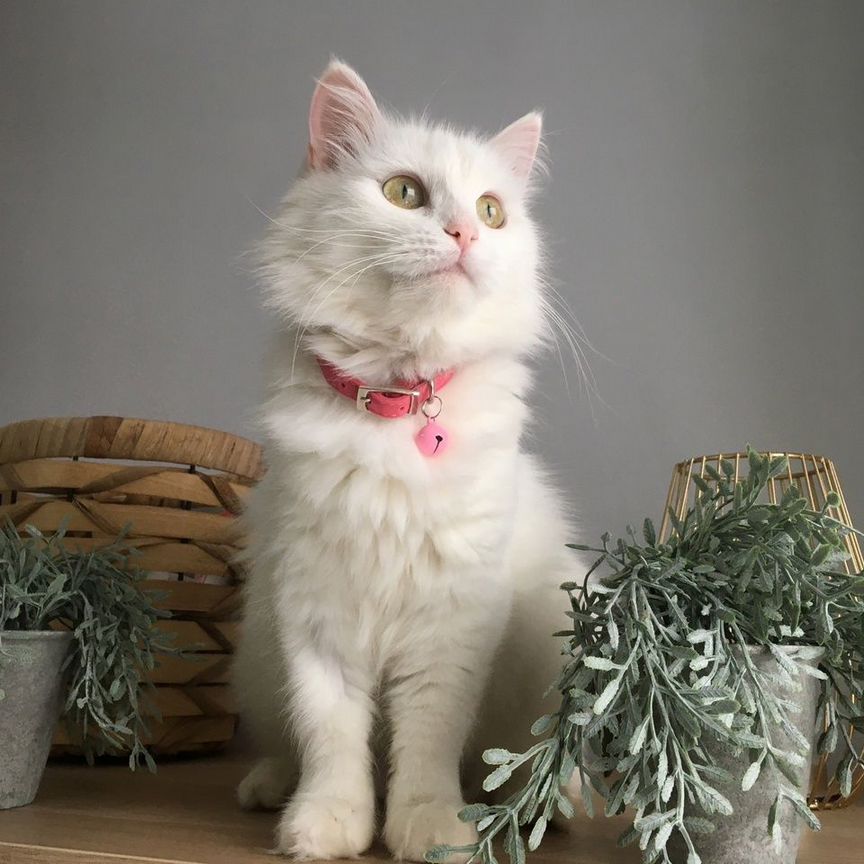 Молоденькая кошечка