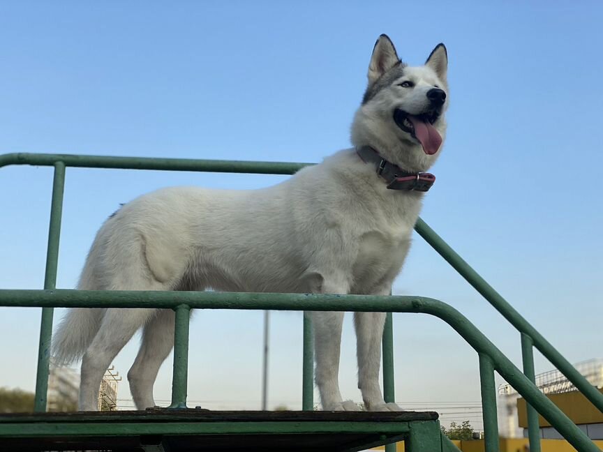 Вязка сучка