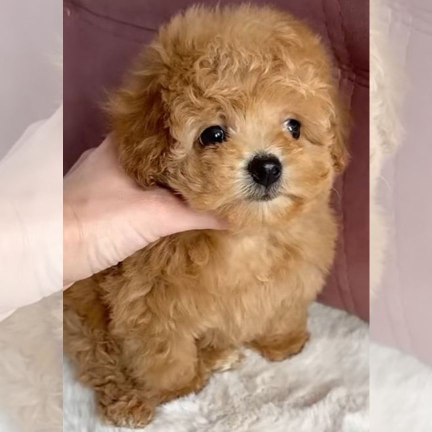 Мальтипу, щенок