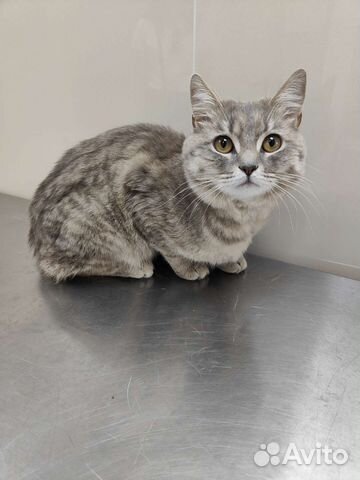 Котенок