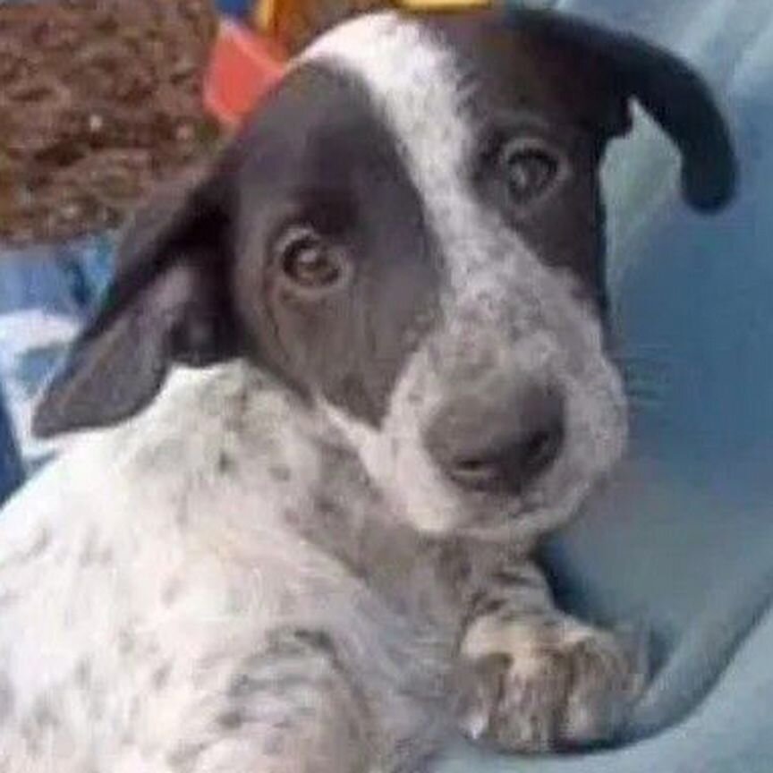 Щенок в добрые руки