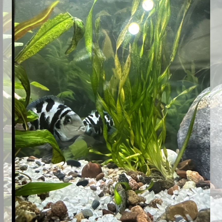 Рыбка сапфировый Попугай пара