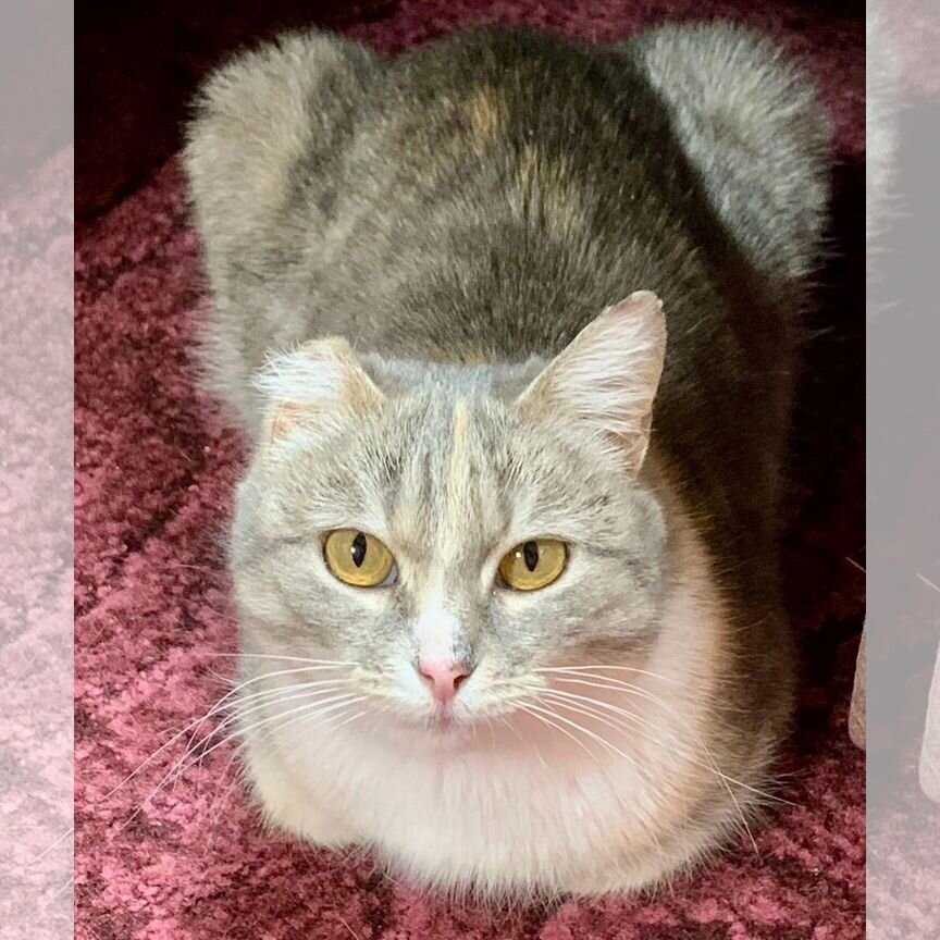 Умная кошечка, нужен дом