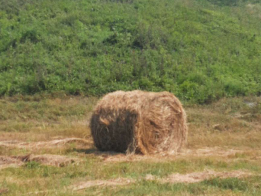 Продам сено в рулонах