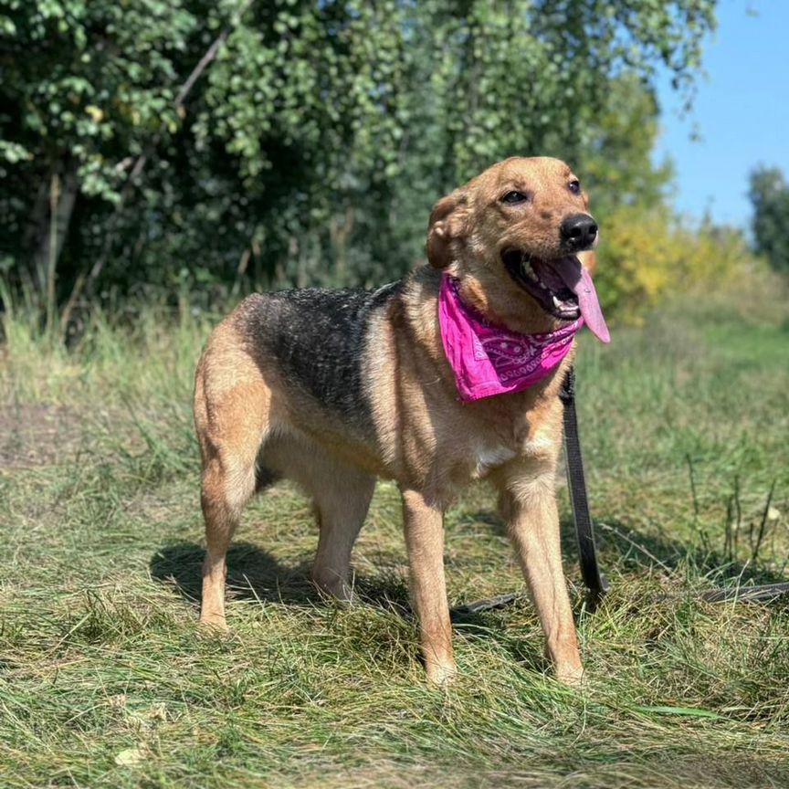 Глаша, собака ищет дом