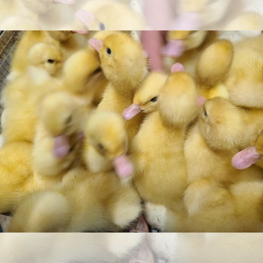 Бройлерные утята ст5, черри вели,стар53