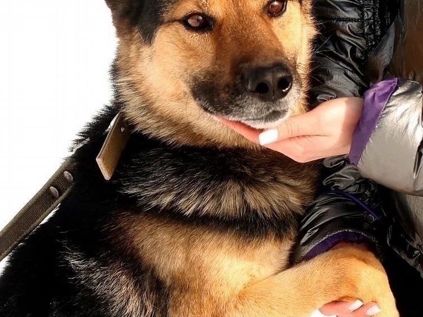 Пес солнышко Жак