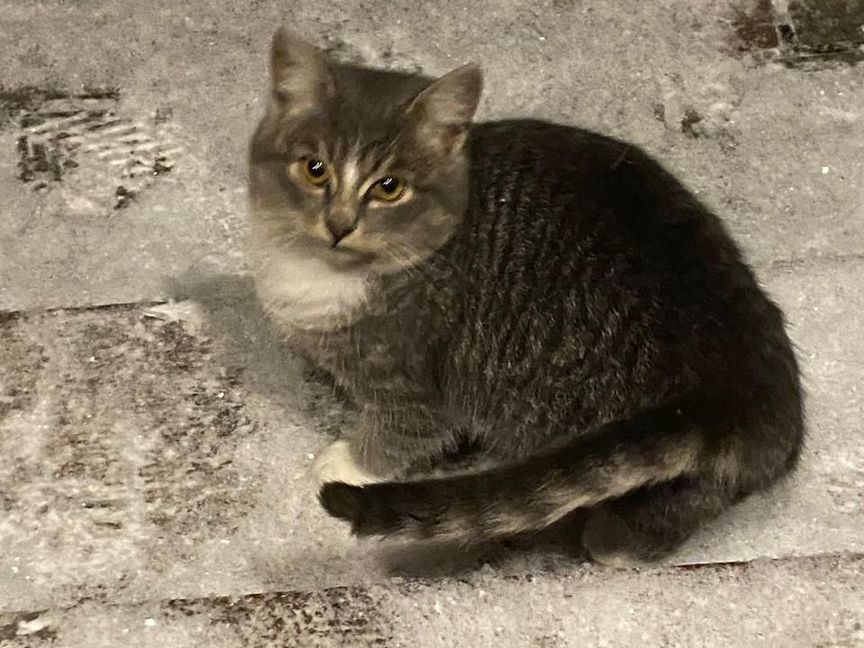 Котенок погибнет на дачах
