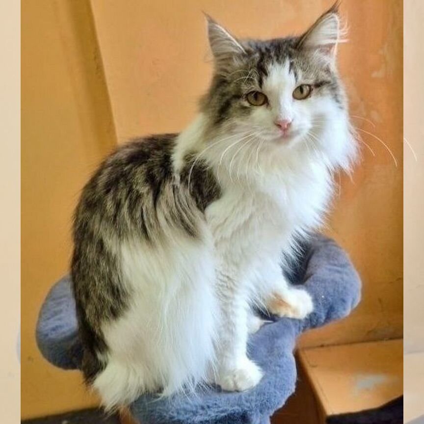 Сибирский котёнок