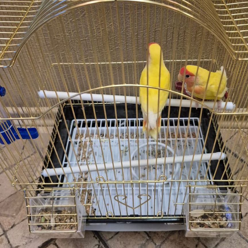Попугай