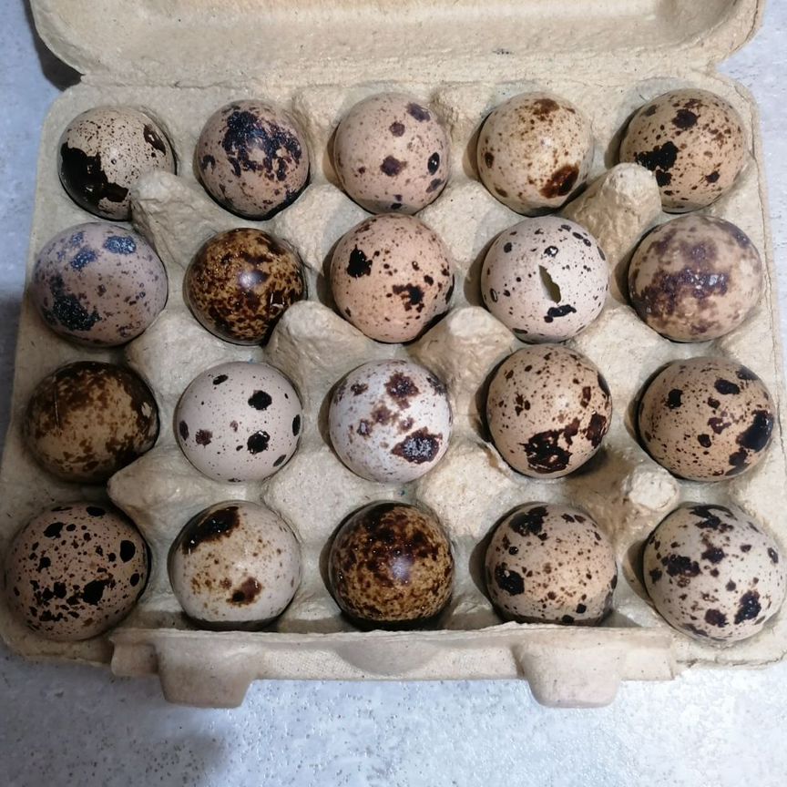 Яйца перепелиные домашние