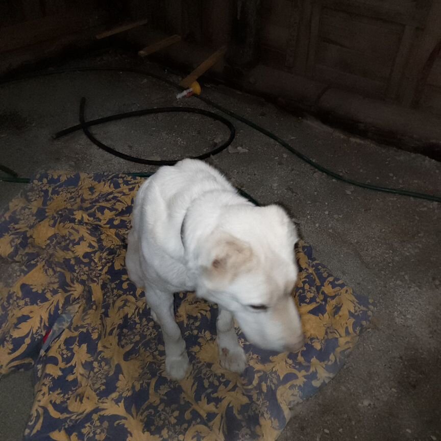 Собака в добрые руки