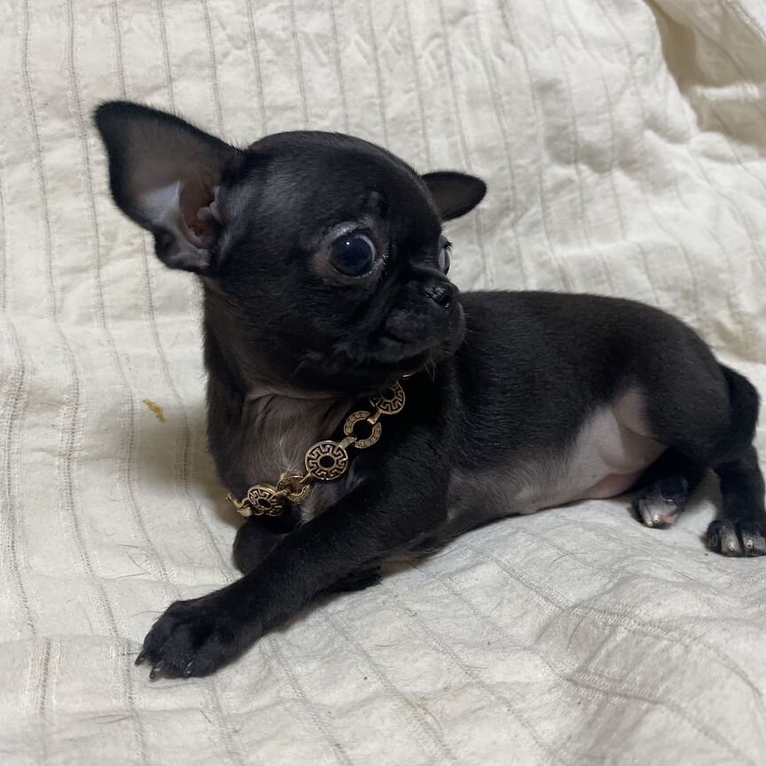 Чихуахуа, щенок