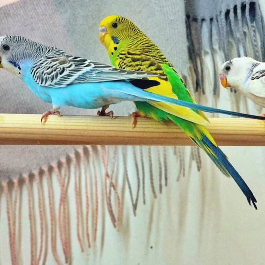 Волнистый попугай