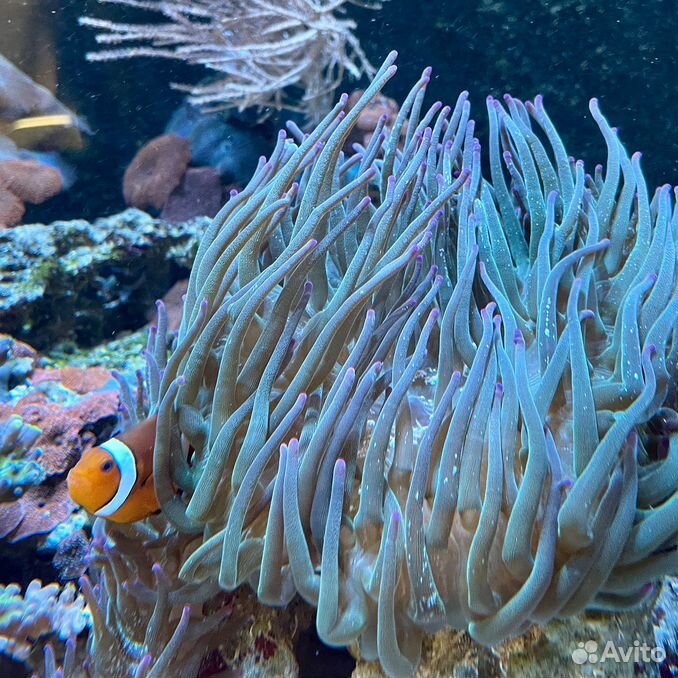 Актиния квадриколор пузырчатая