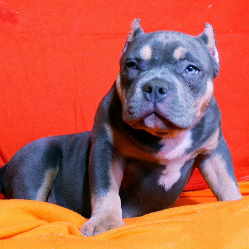 Американский булли, щенок