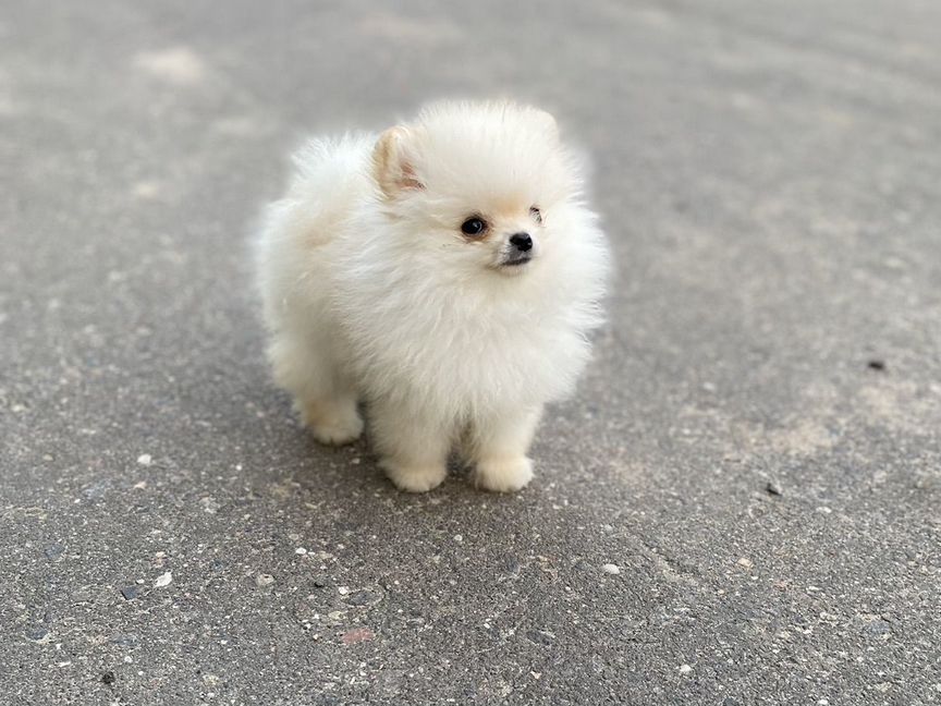 Мальчик пом очень маленький будет до 2ух кг