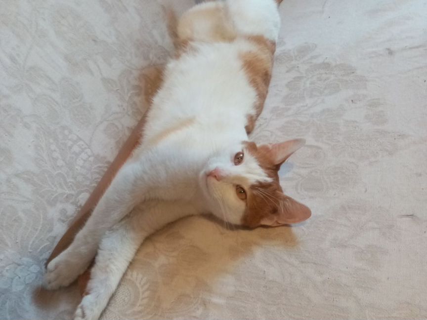 Кошки