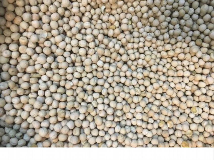 Горох кормовой