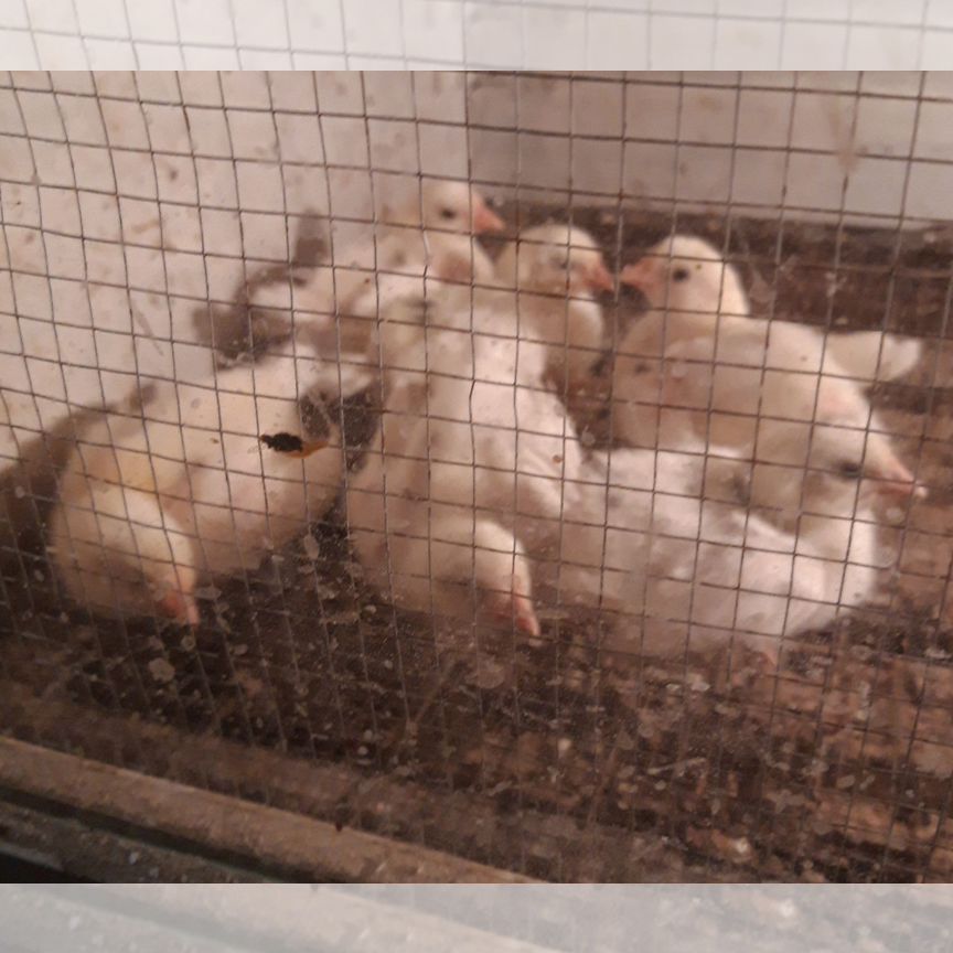 Домашняя птица куры