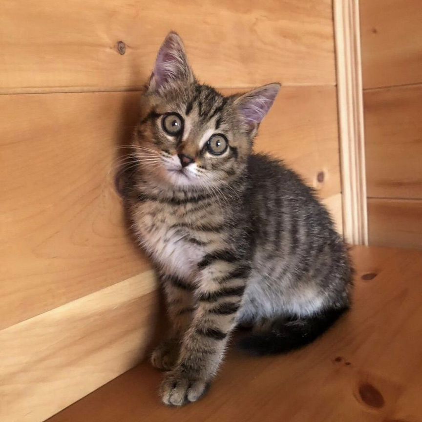 Маленький полосатый красавчик