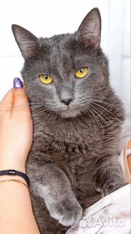 Котик Томас в поисках дома и самых лучших хозяев