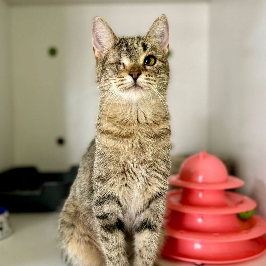 Кошечка ищет дом