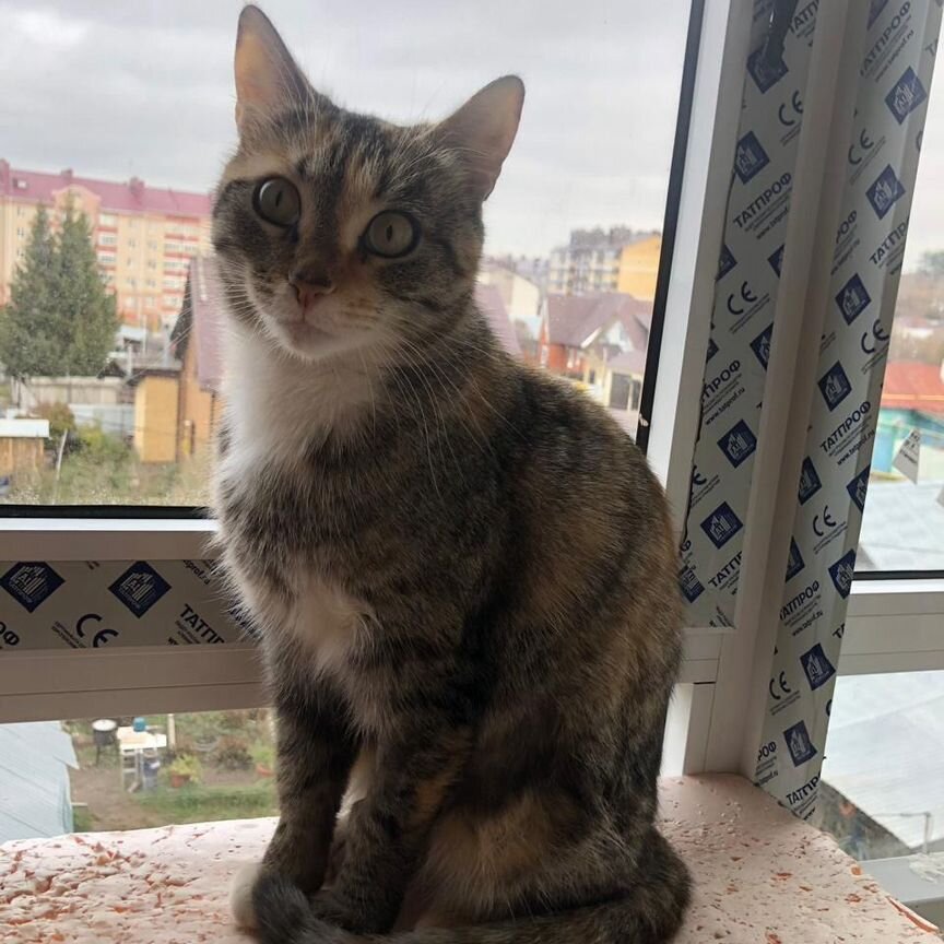 Бездомная кошка Ясенька в добрые руки