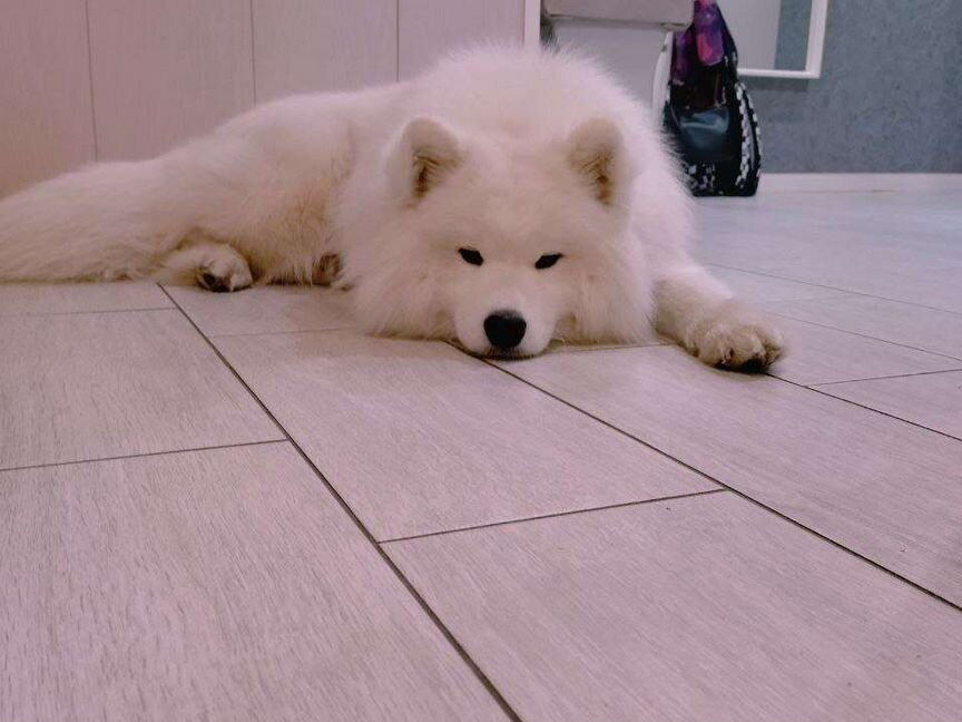 Вязка самоед