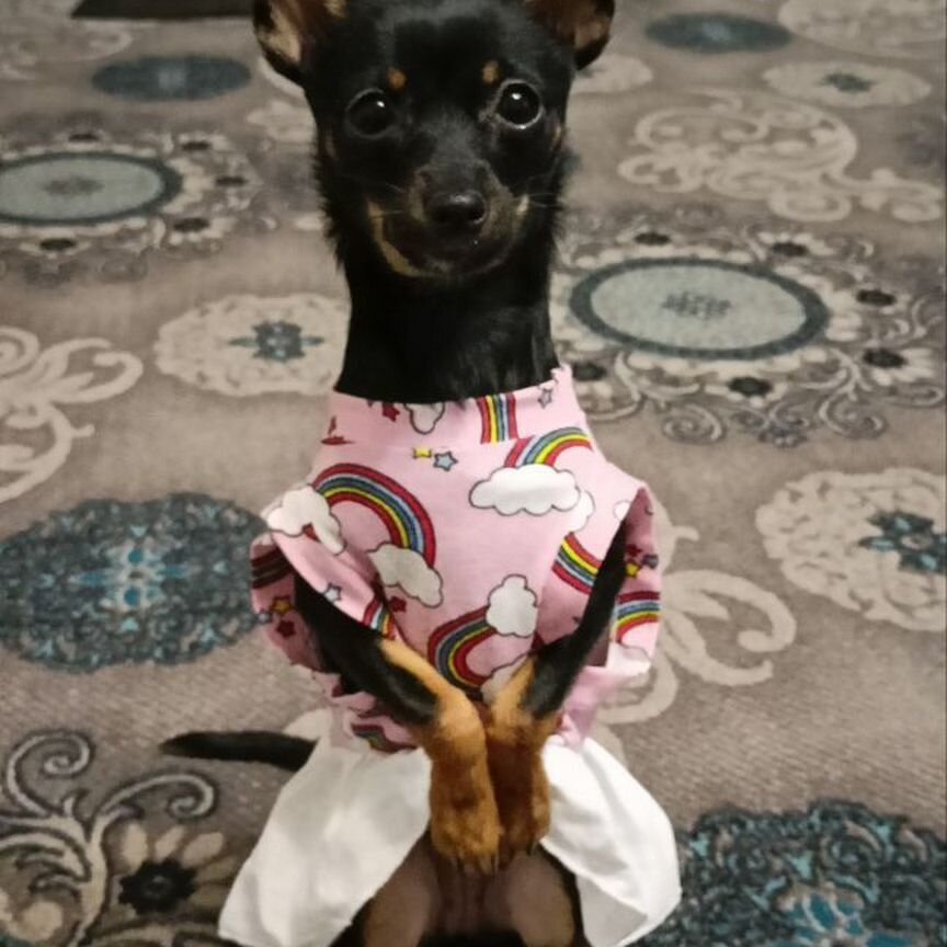 Вязка той-терьер