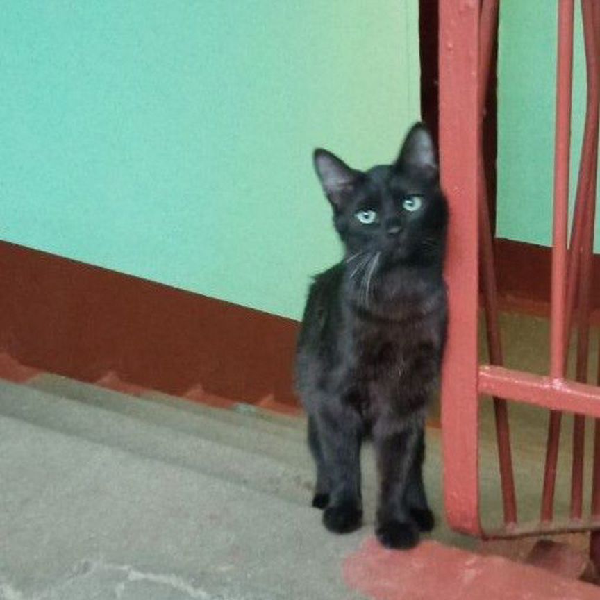 Котенок ищет дом