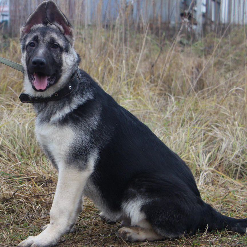 Восточноевропейская овчарка, щенок