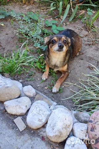Маленькая собака в добрые руки