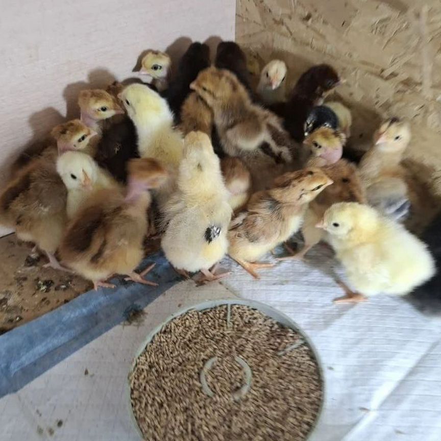 Цыплята несушки