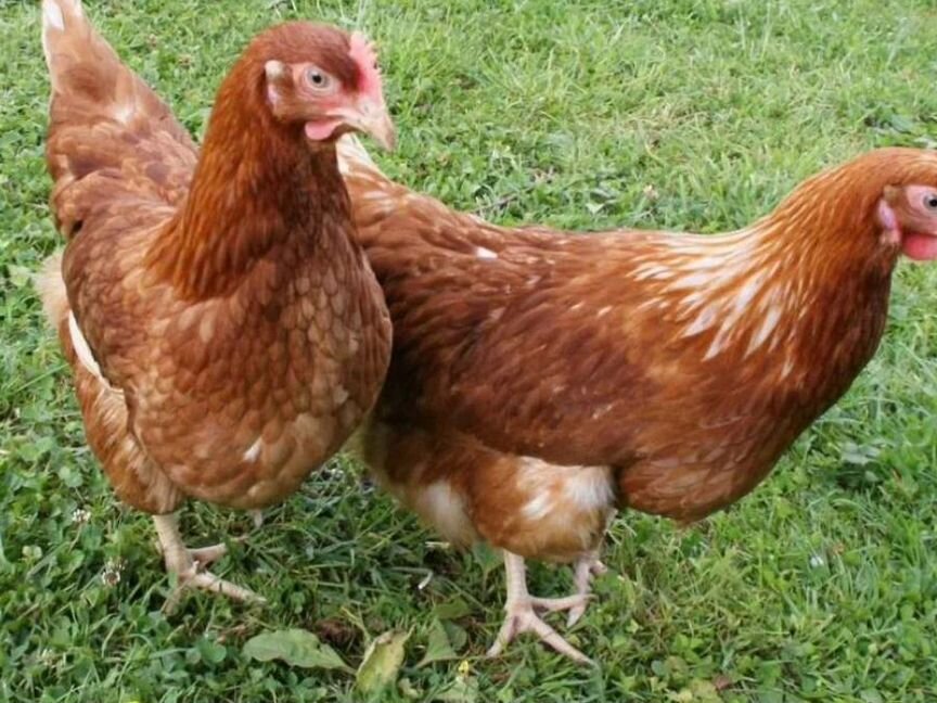 Куры несушки ломан браун