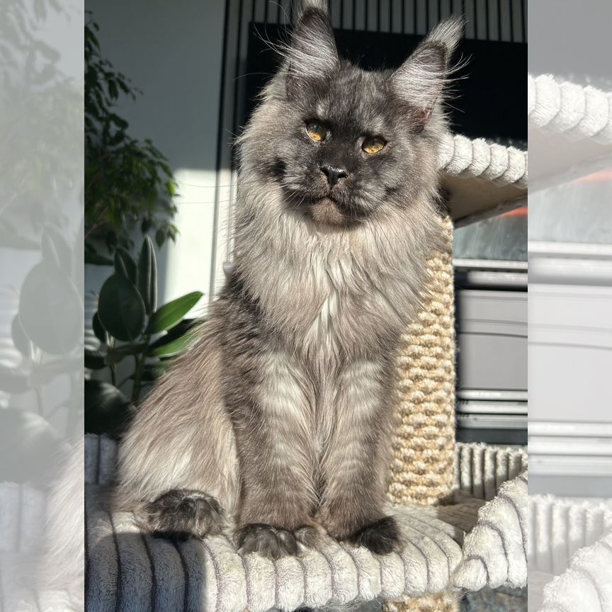 Мейн-кун, взрослая кошка