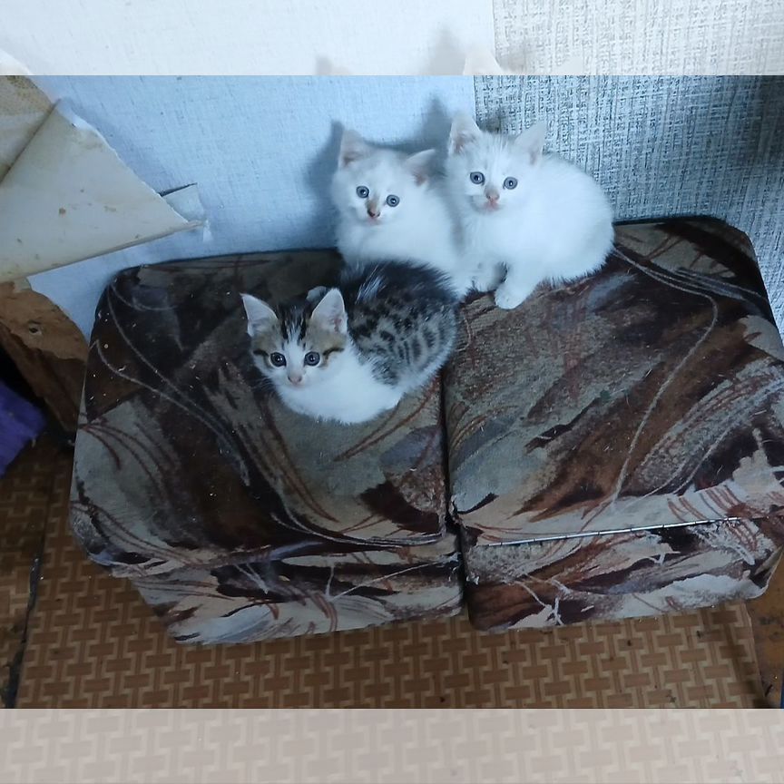 Отдам в добрые руки