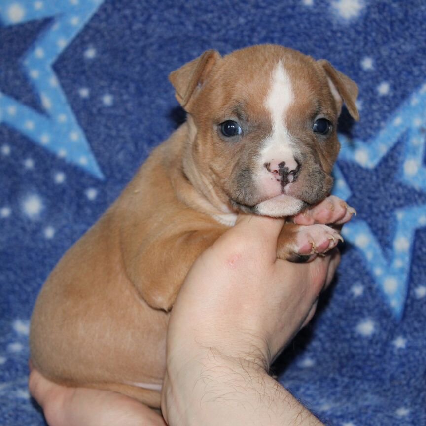 Щенки стаффорда