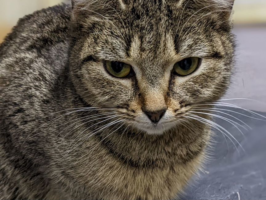 Кошка ищет семью