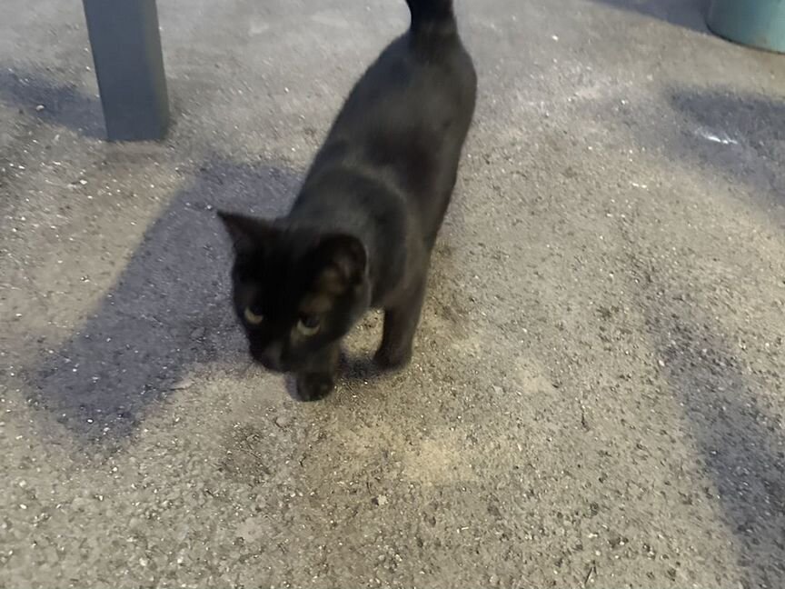 Кот в добрые руки