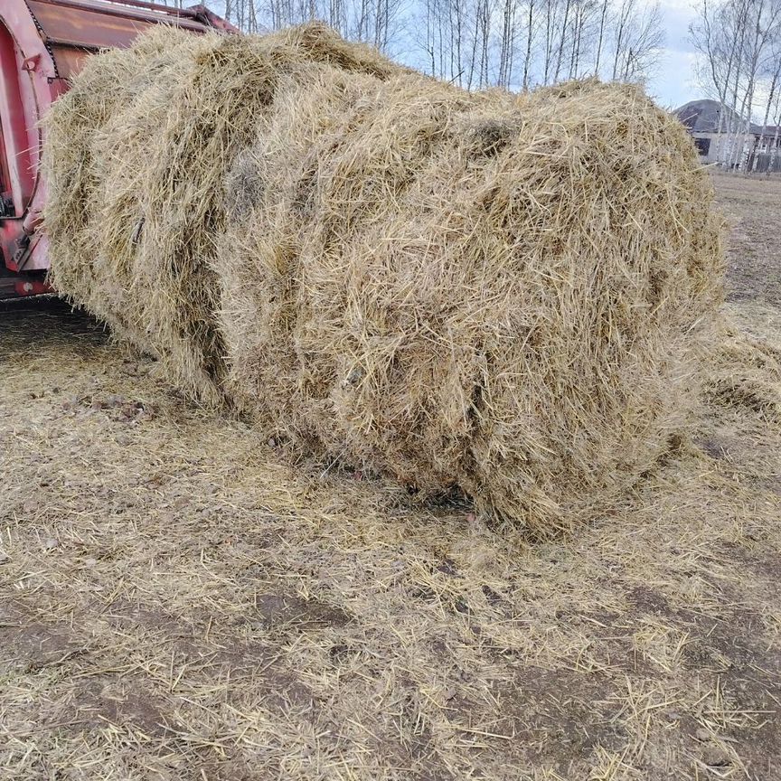 Солома ячменная в рулонах
