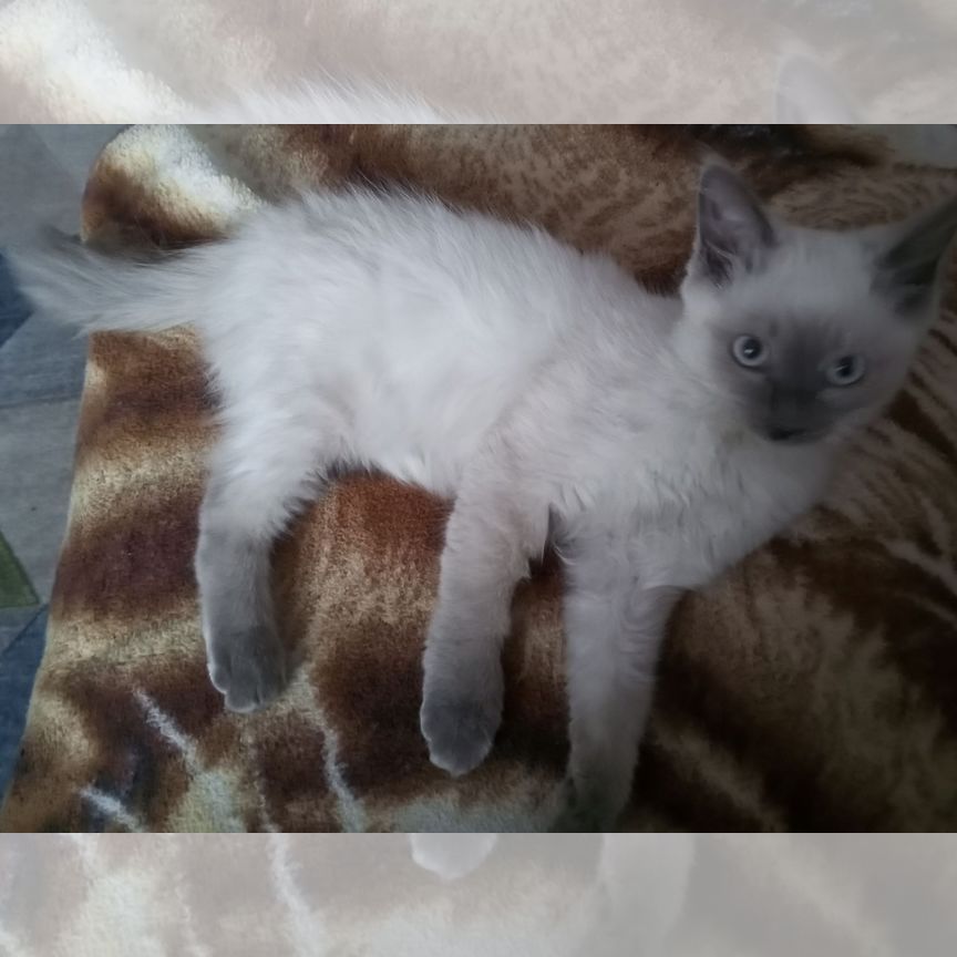 Сиамский котёнок