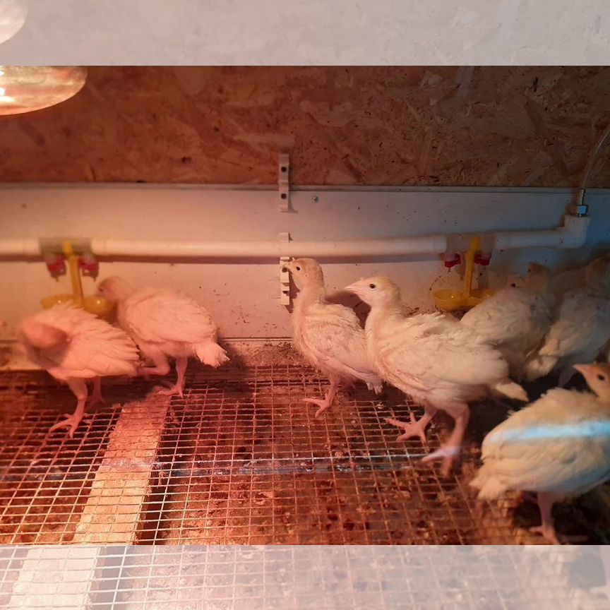 Индюки хайбрид конвертер